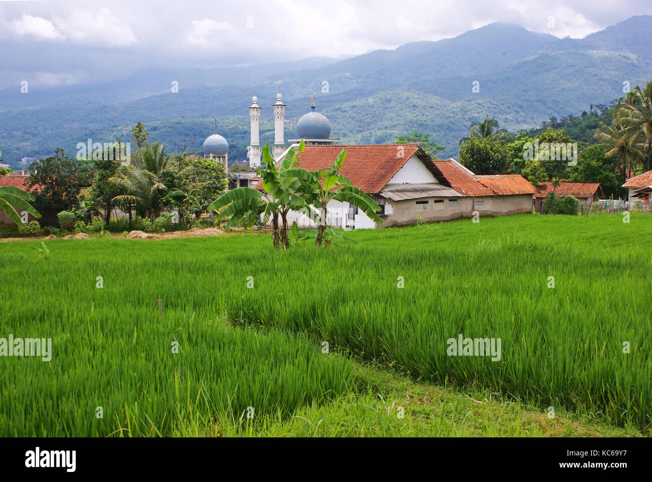 Rice Field at Ciawi, Tasikmalaya, West Java, Indonesia Stock Photo - Alamy