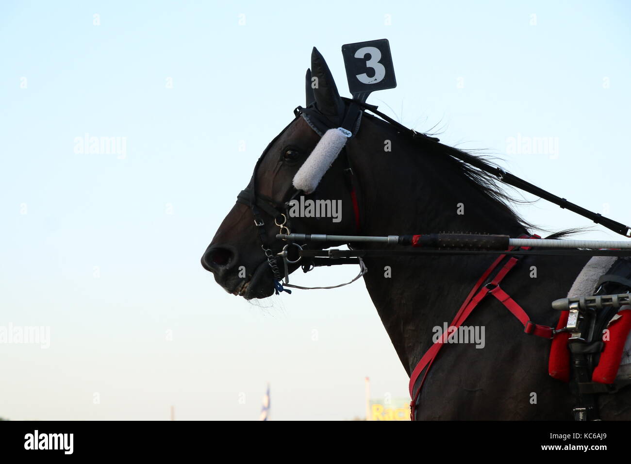 Race night winner, harness racing Stock Photo - Alamy