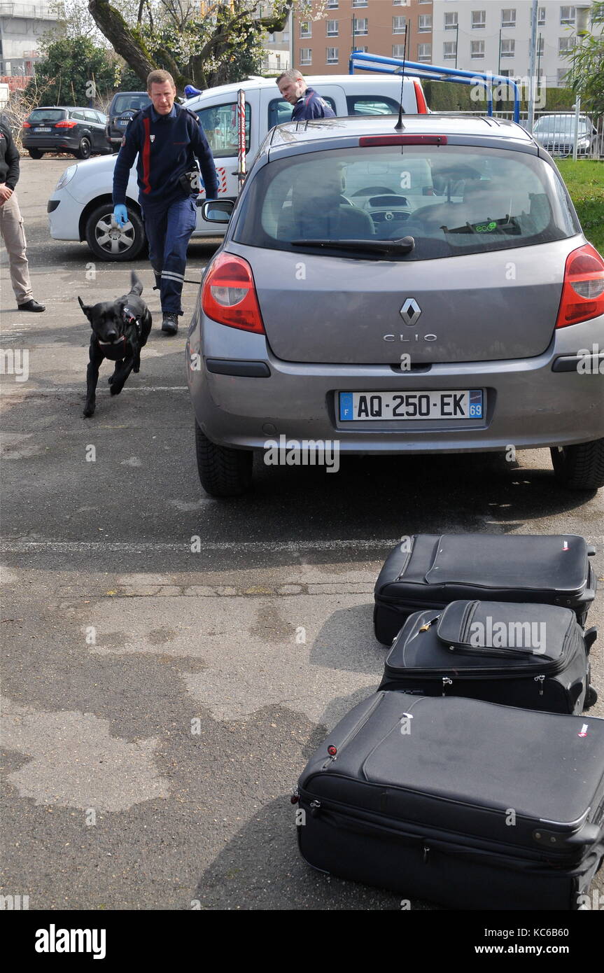 French customs hold a drill with "cash money sniffer" dogs ...