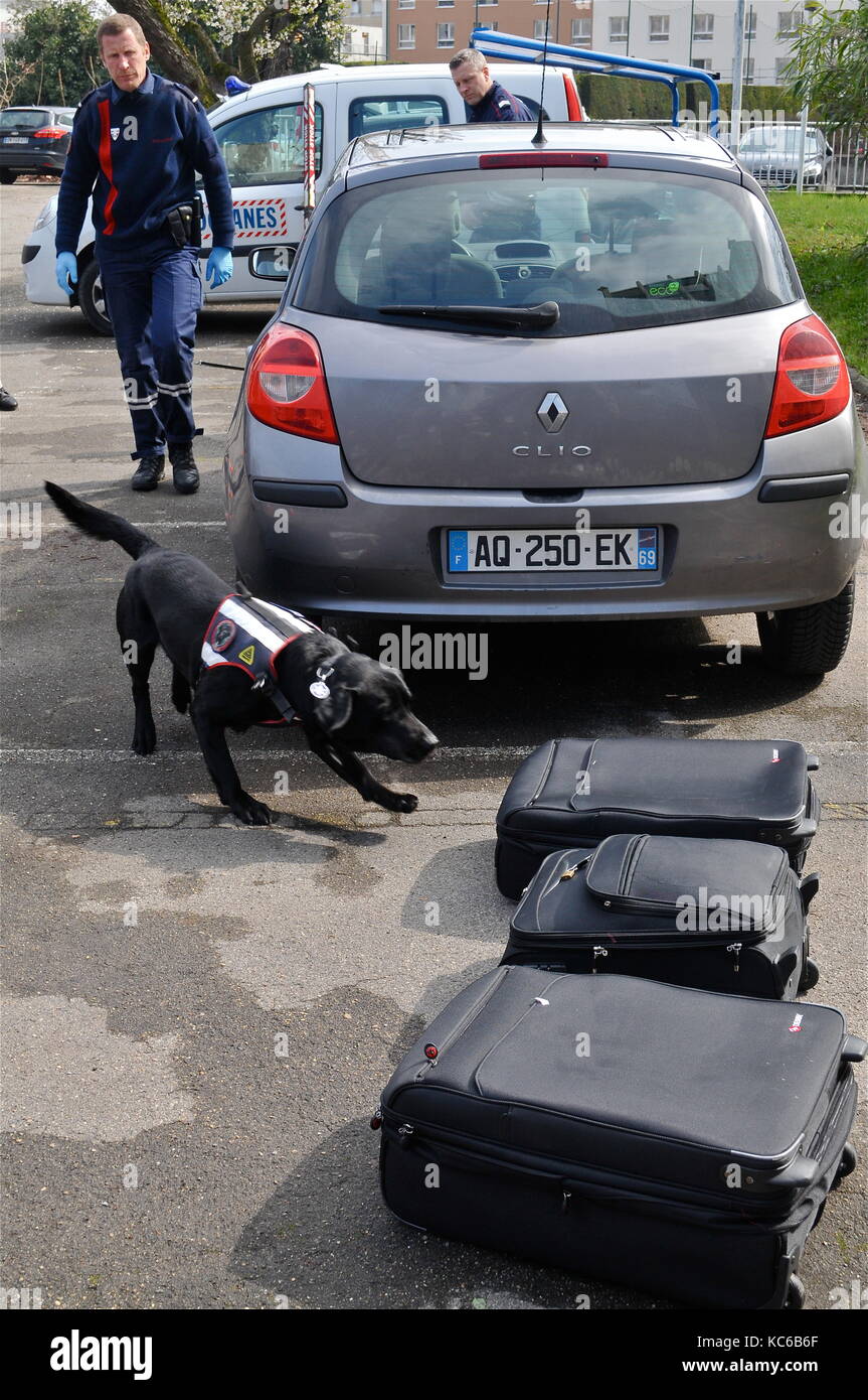 French customs hold a drill with "cash money sniffer" dogs ...