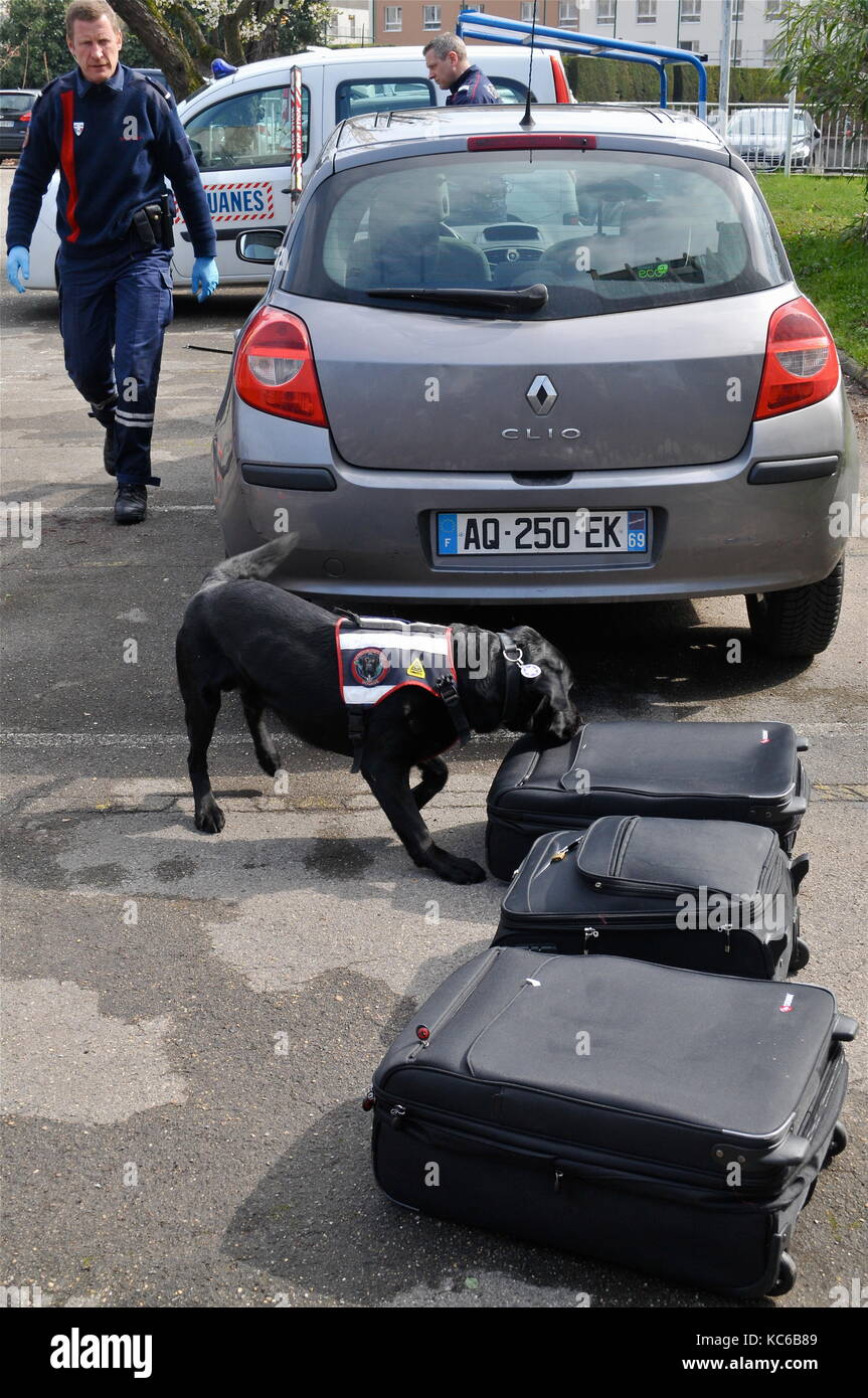 Money sniffer dog hi-res stock photography and images - Alamy