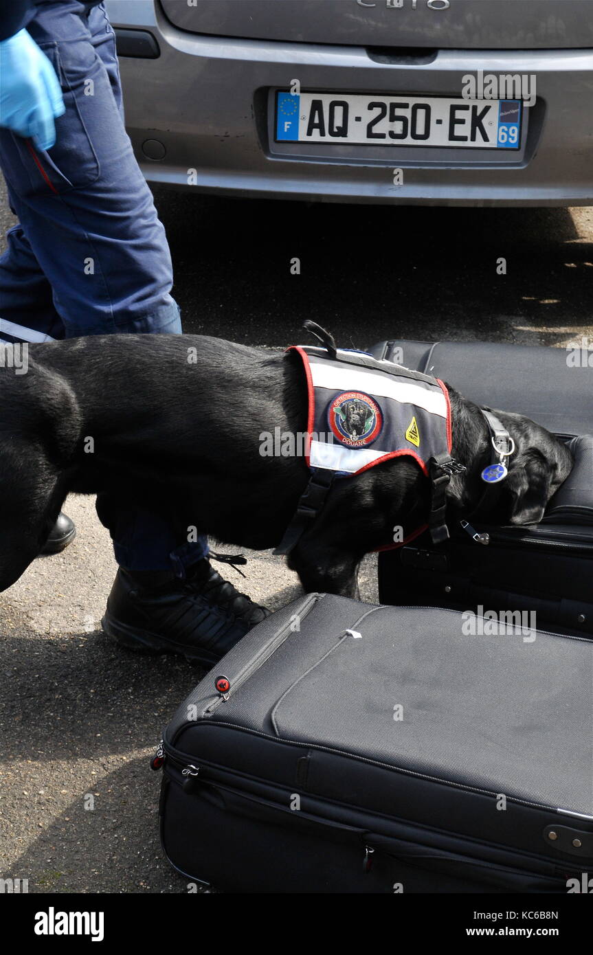 French customs hold a drill with "cash money sniffer" dogs ...