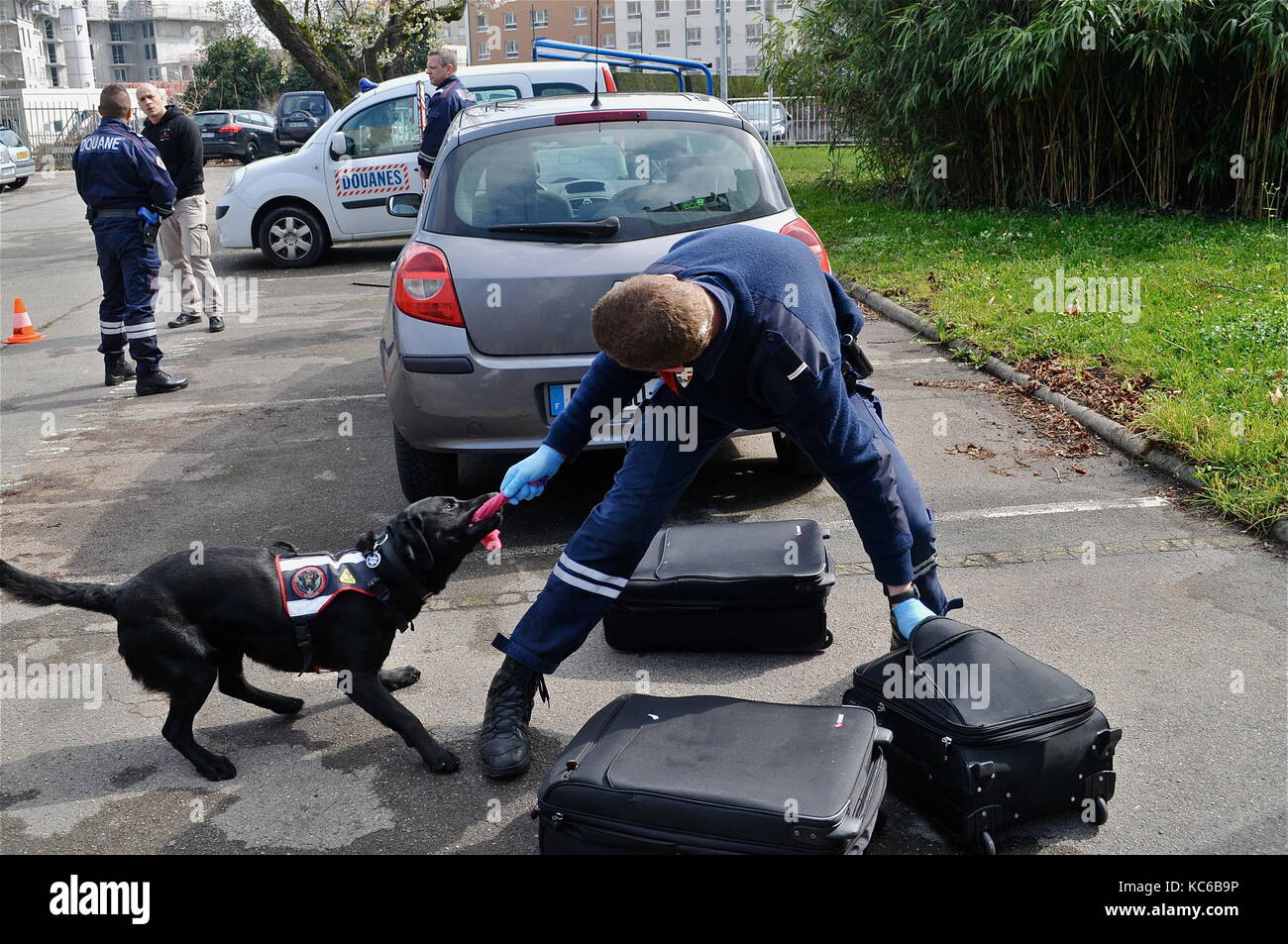 Money sniffer dog hi-res stock photography and images - Alamy