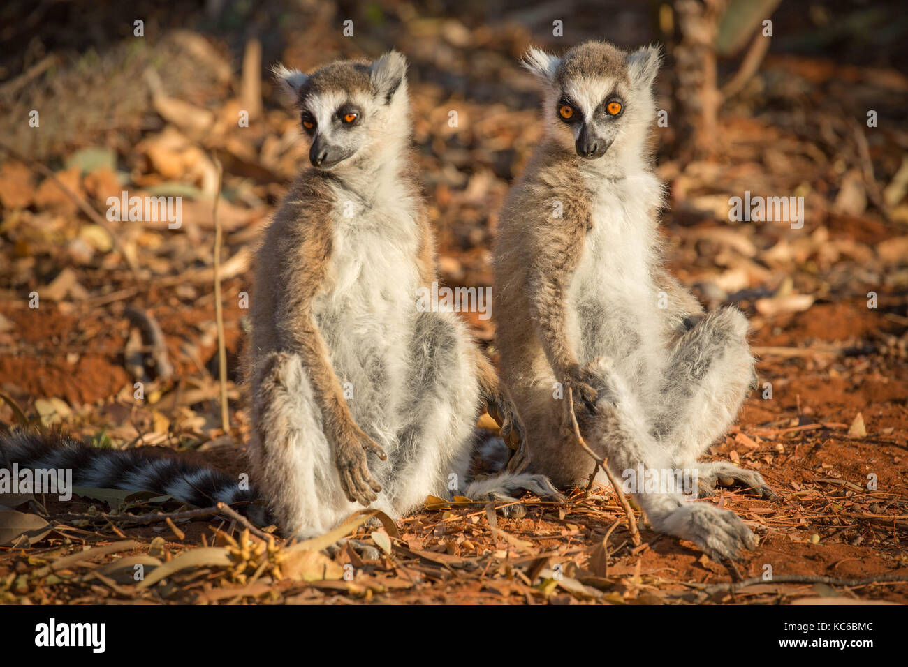 Africa, Madgascar, Berenty Reserve, Wild Ring-tailed lemur (Lemur catta ...