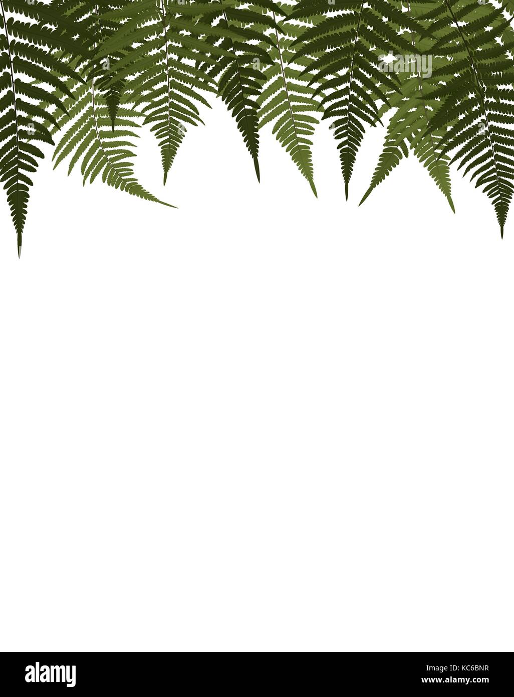 Fern Leaf Vector Background Illustration Stock Vector Image & Art - Alamy