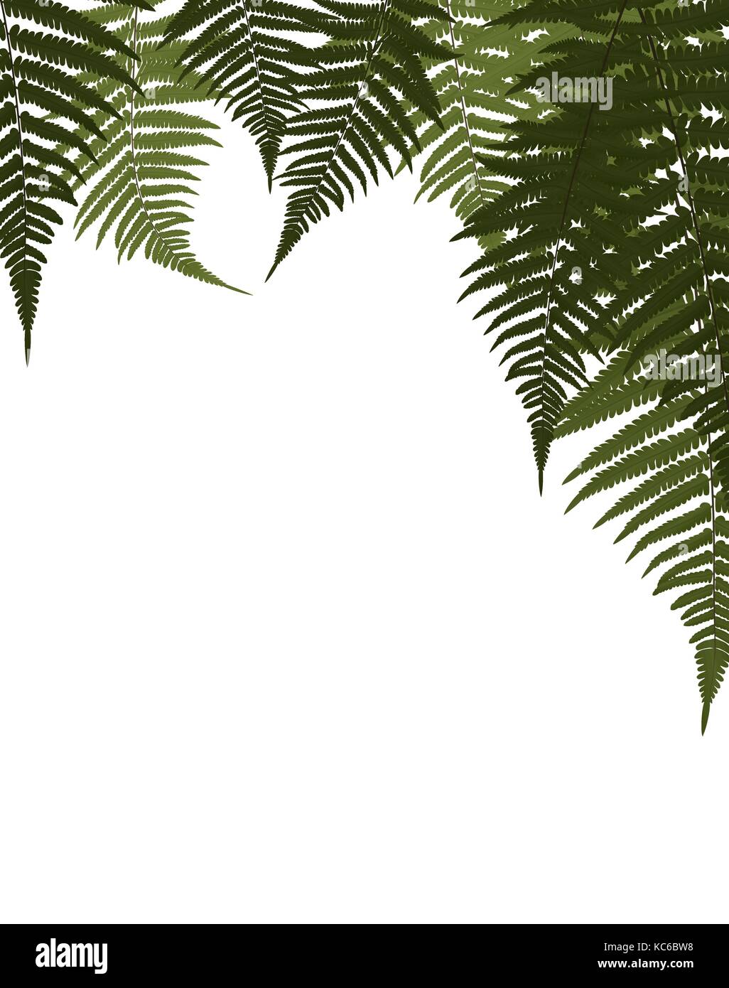 Fern Leaf Vector Background Illustration Stock Vector Image & Art - Alamy