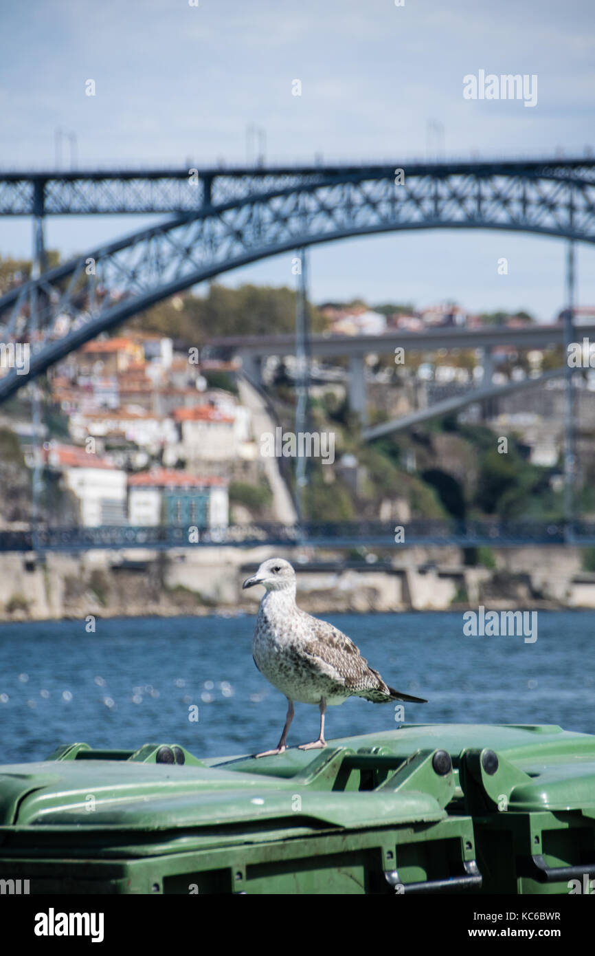 Seagull on rubbish bin High Resolution Stock Photography and Images - Alamy