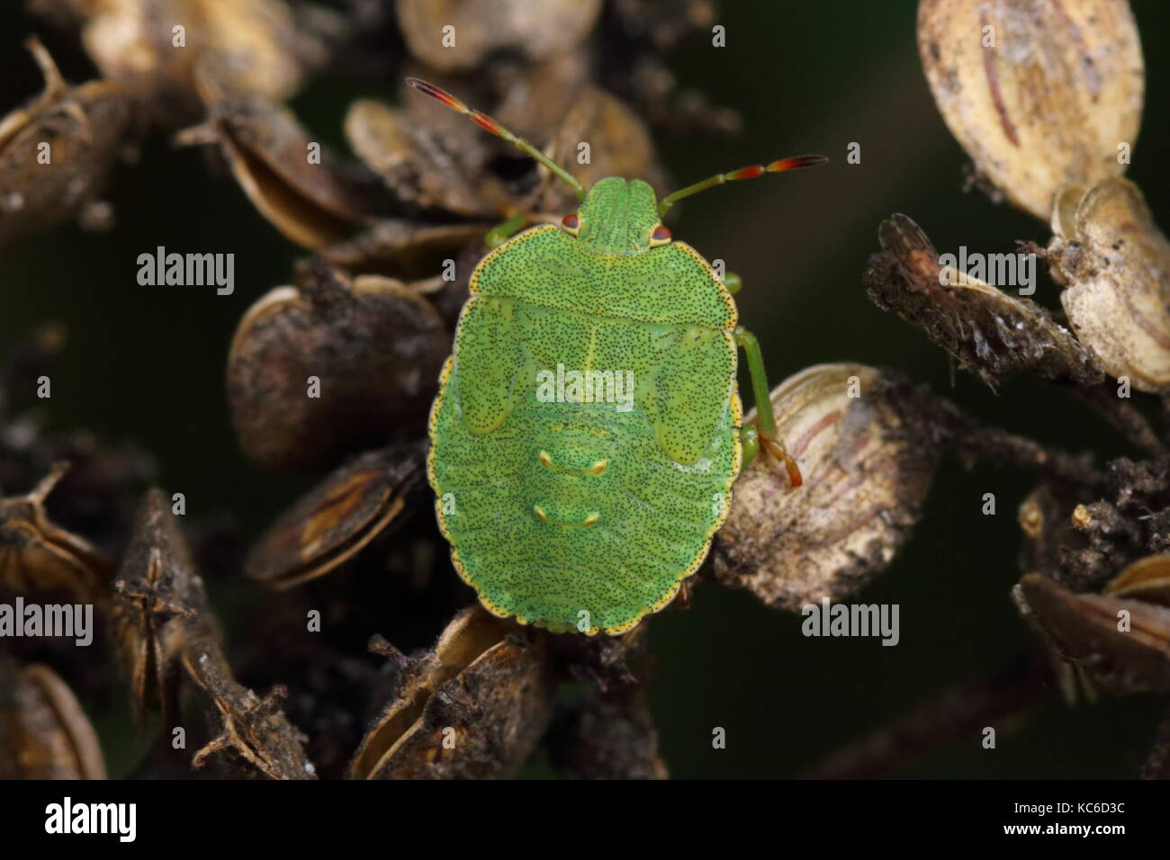 Green Shieldbug Nymph Stock Photo - Alamy