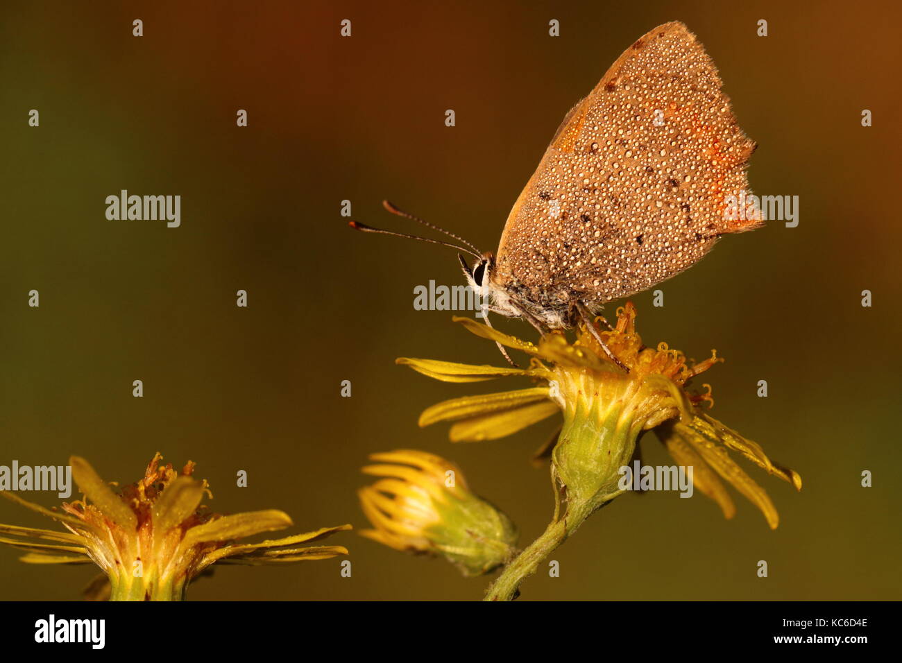 Small Copper butterfly Stock Photo - Alamy