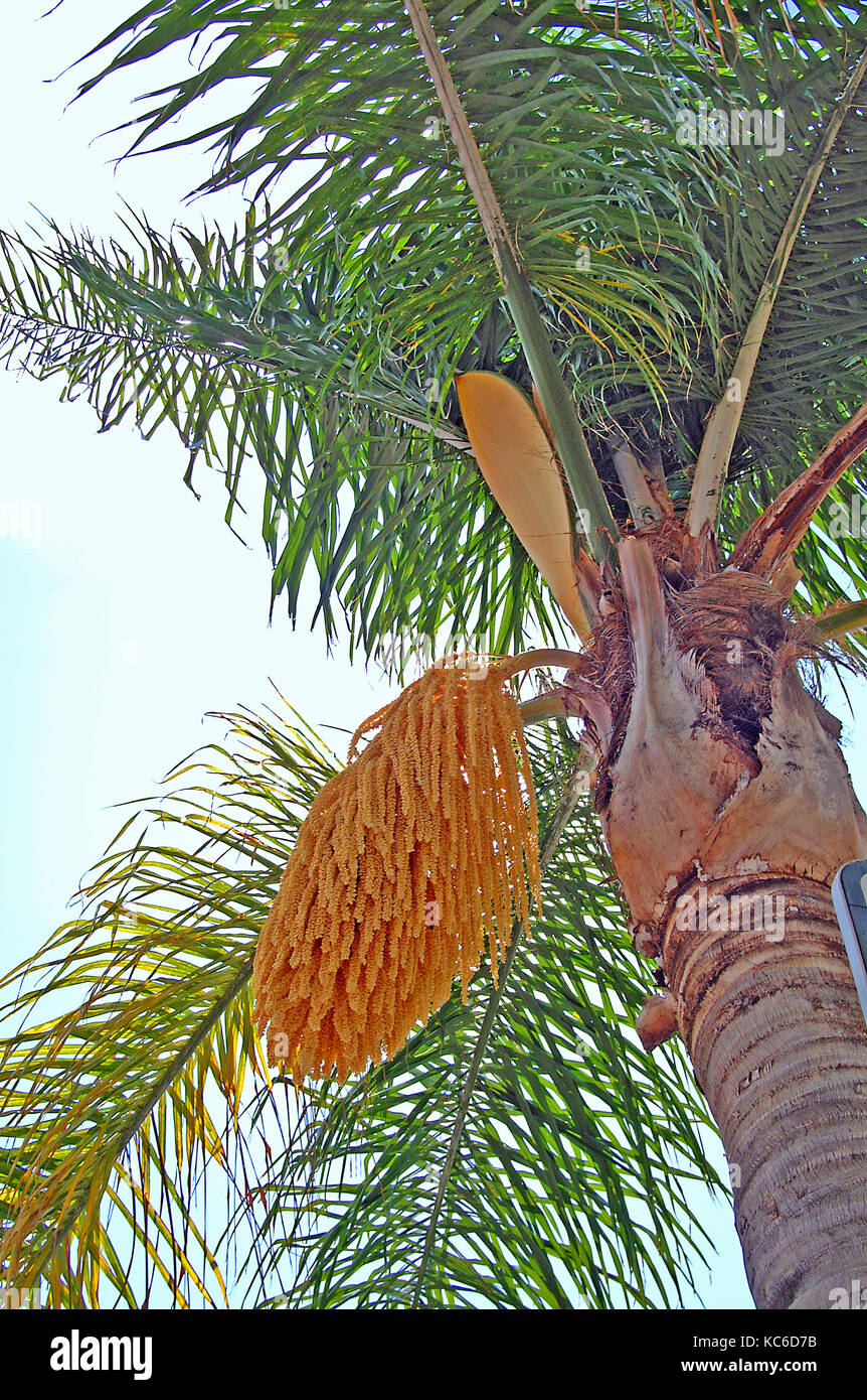 Palm tree seeds hi-res stock photography and images - Alamy