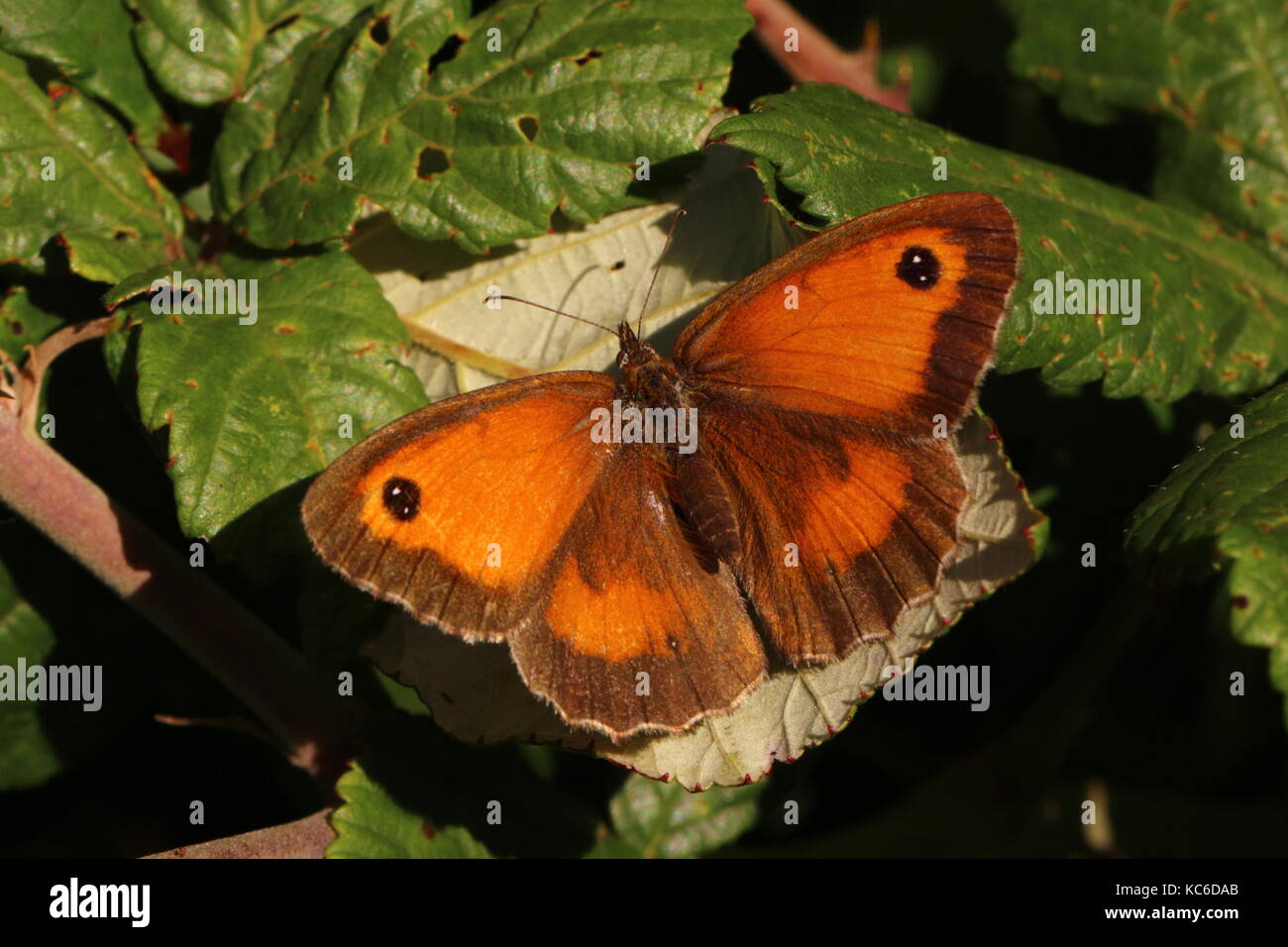 Female gatekeeper hi-res stock photography and images - Alamy