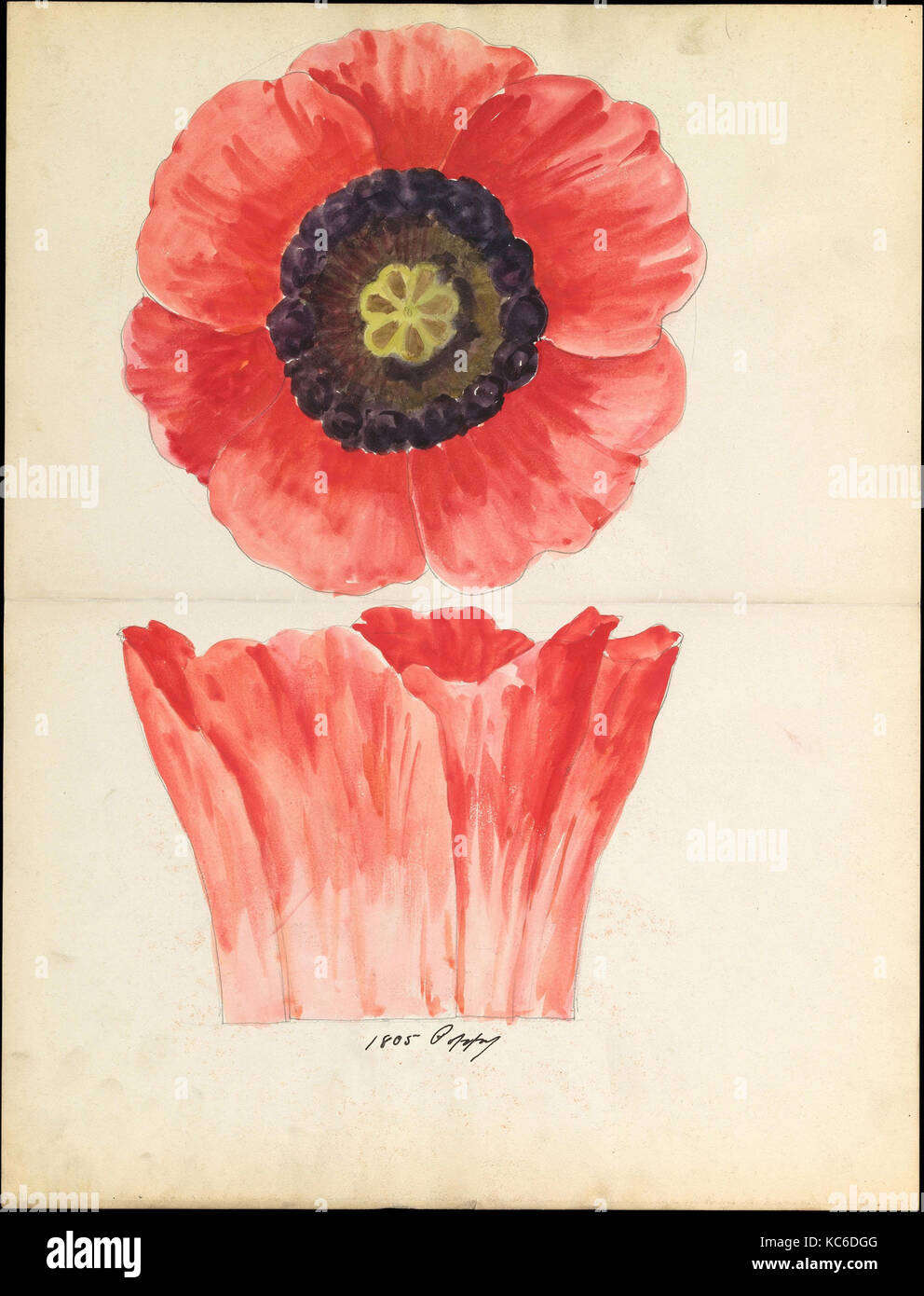 Simple Poppy Drawing