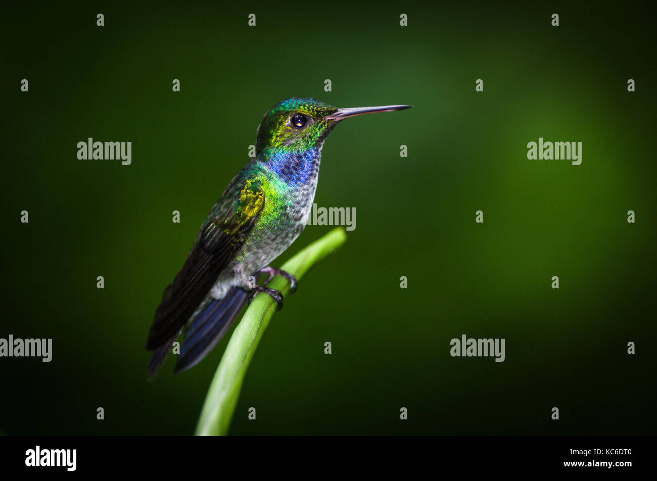 Blue-chested hummingbird images taken in the rain forest of Panama ...