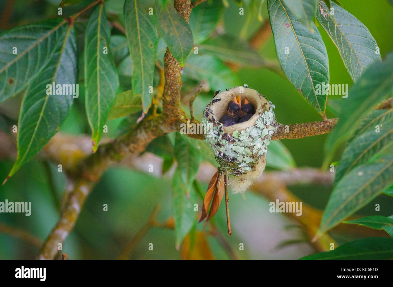 Hummingbird flying into nest High Resolution Stock Photography and ...