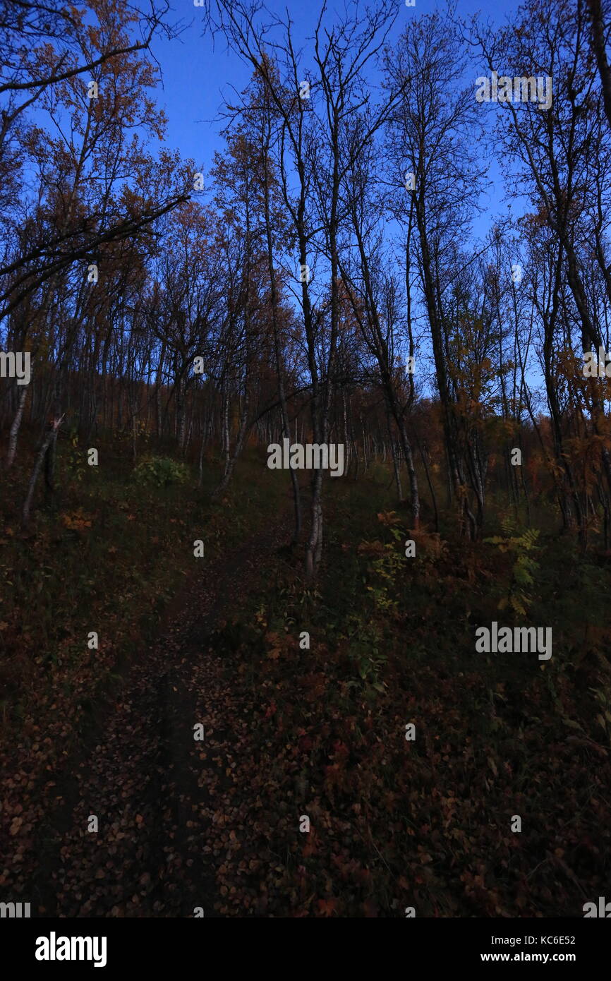 Hiking in norwegian forest hi-res stock photography and images - Alamy