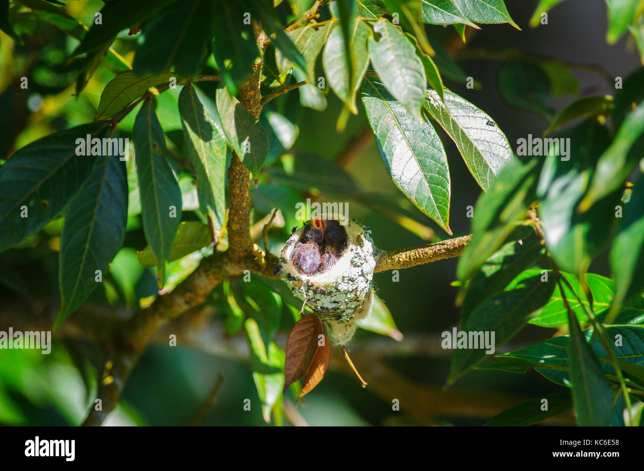 Rufous tailed hummingbird young ones in their nest constructed from ...