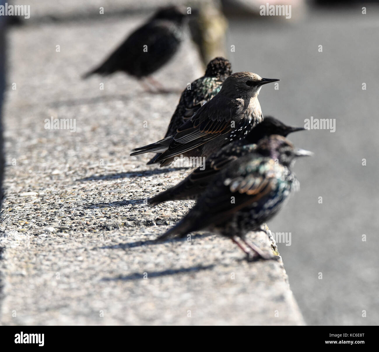 Viewing birds hi-res stock photography and images - Alamy