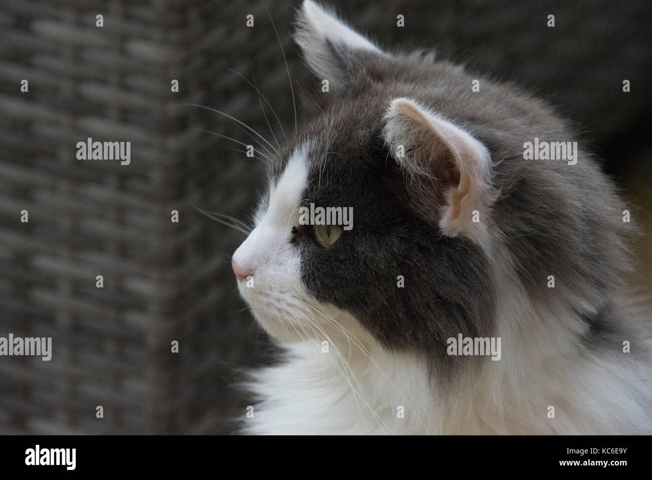 Archie the Fluffy cat Stock Photo - Alamy