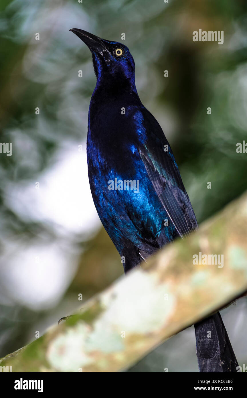 Talingo hi-res stock photography and images - Alamy