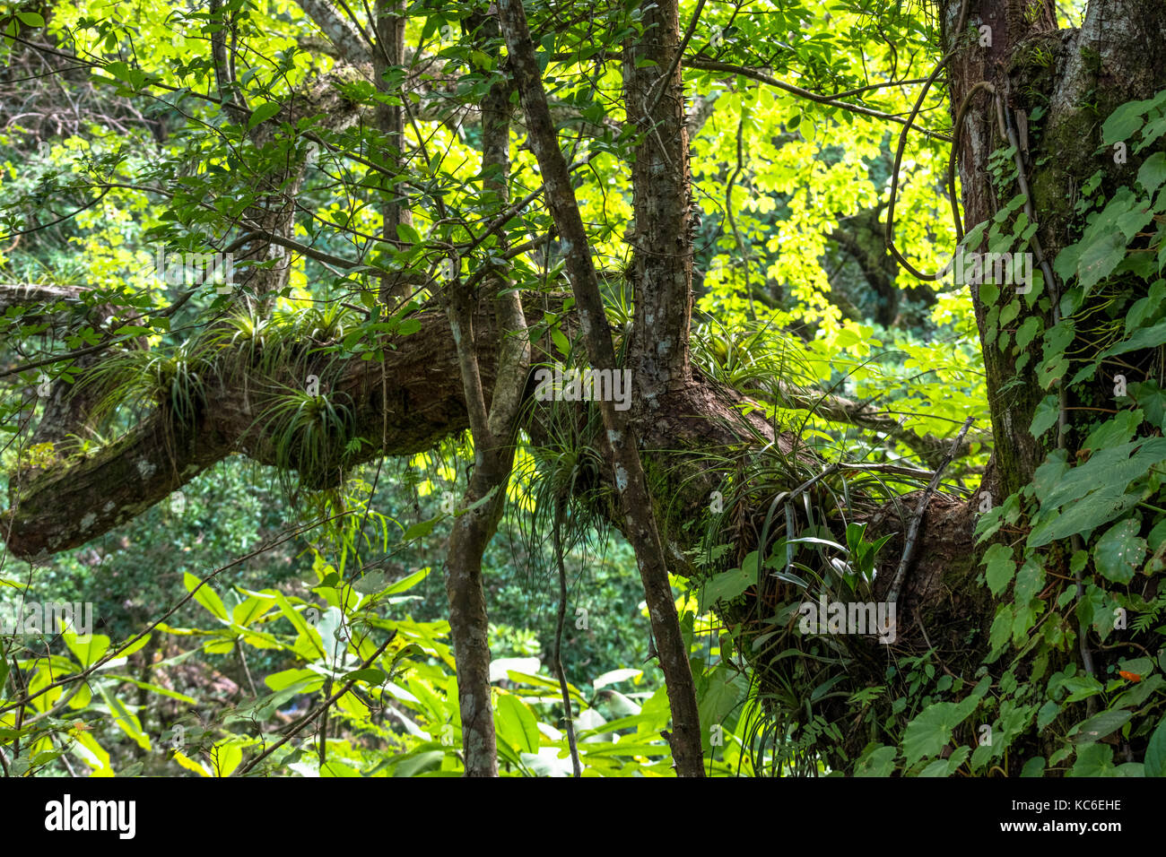 Overgrowth hi-res stock photography and images - Alamy