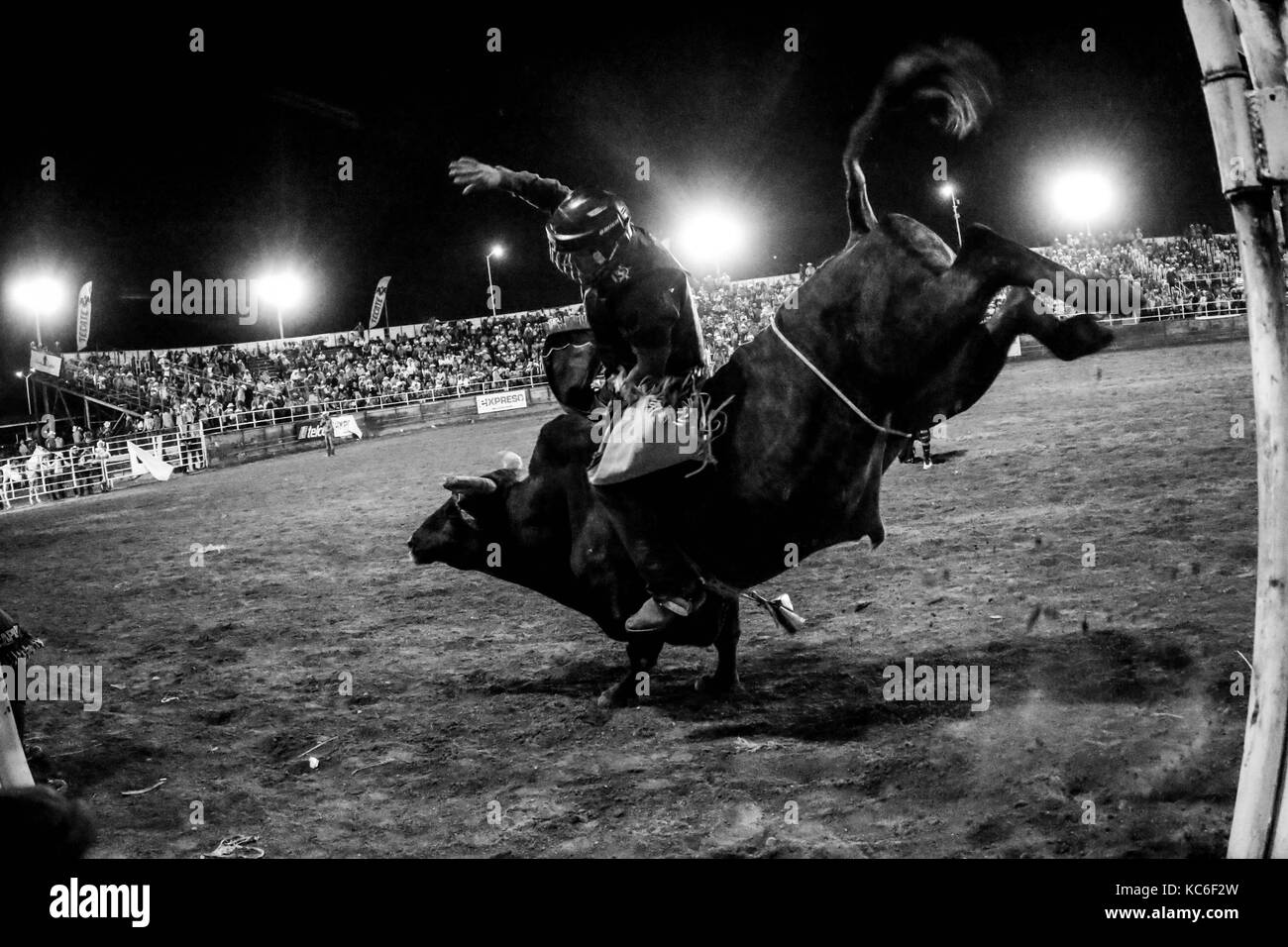 Behind the scene of the sport of Vaqueros, horse riders and Jineteo de ...