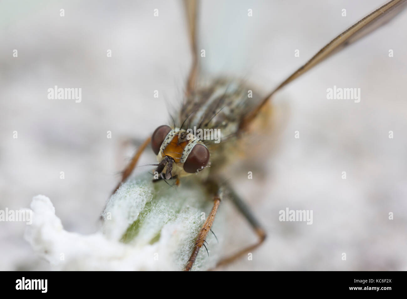 Fungus hyphae hi-res stock photography and images - Alamy