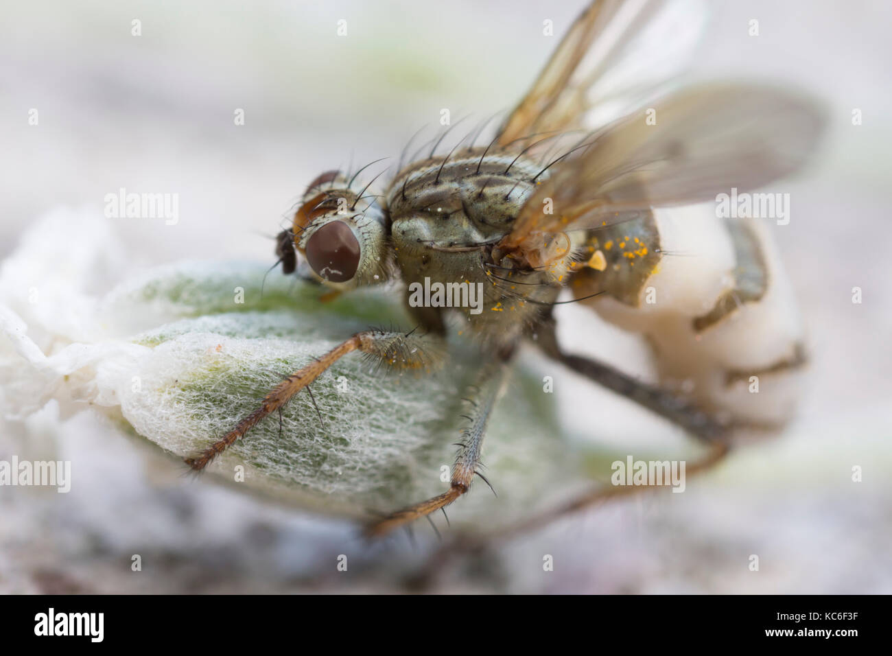Fungal hyphae hi-res stock photography and images - Alamy
