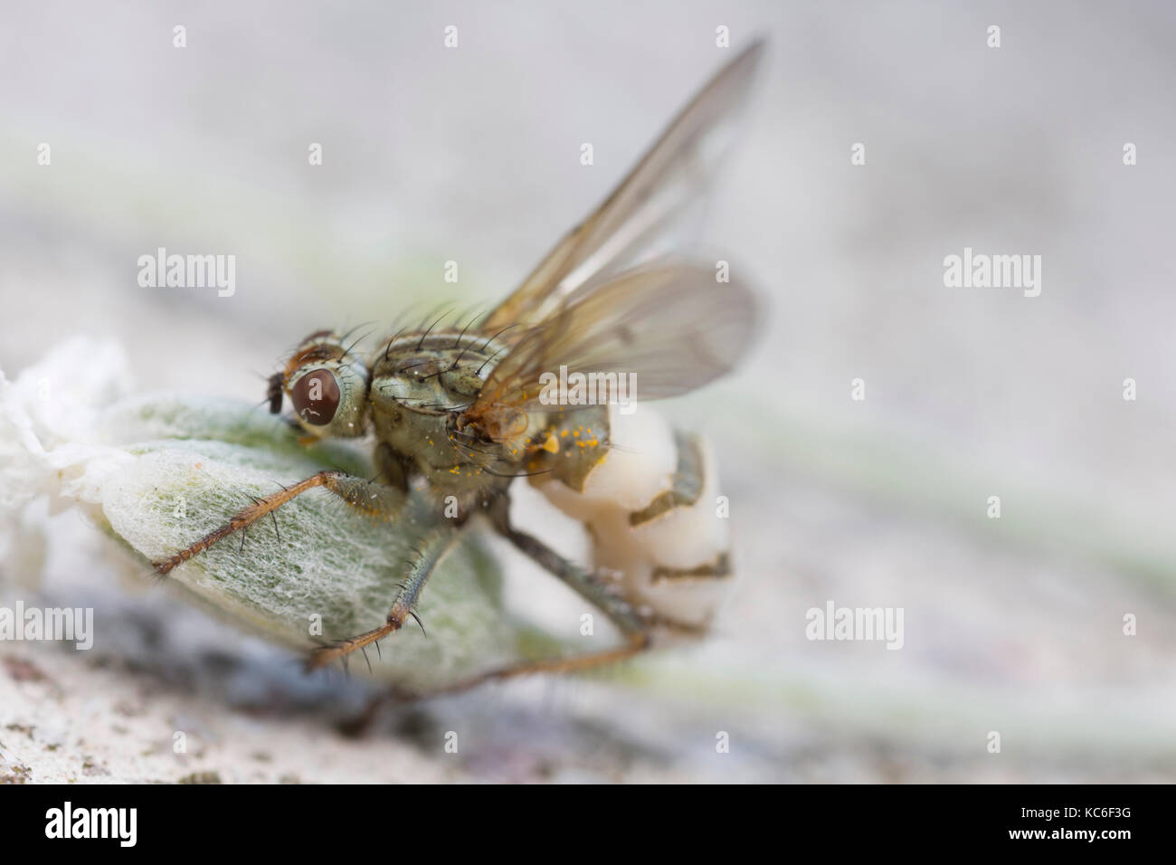 Fly fungus fungal infection hi-res stock photography and images - Alamy