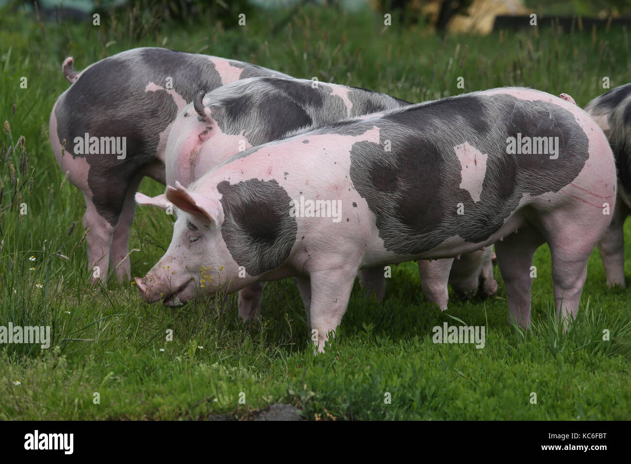 Pietrain Pigs Stock Photos & Pietrain Pigs Stock Images - Alamy