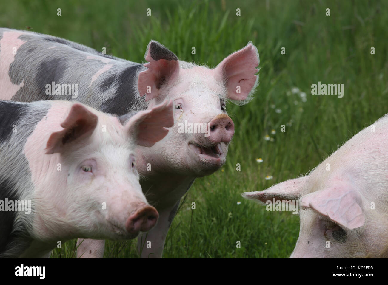 Head shot closeup of a young pietrain pigs on the meadow Stock Photo ...