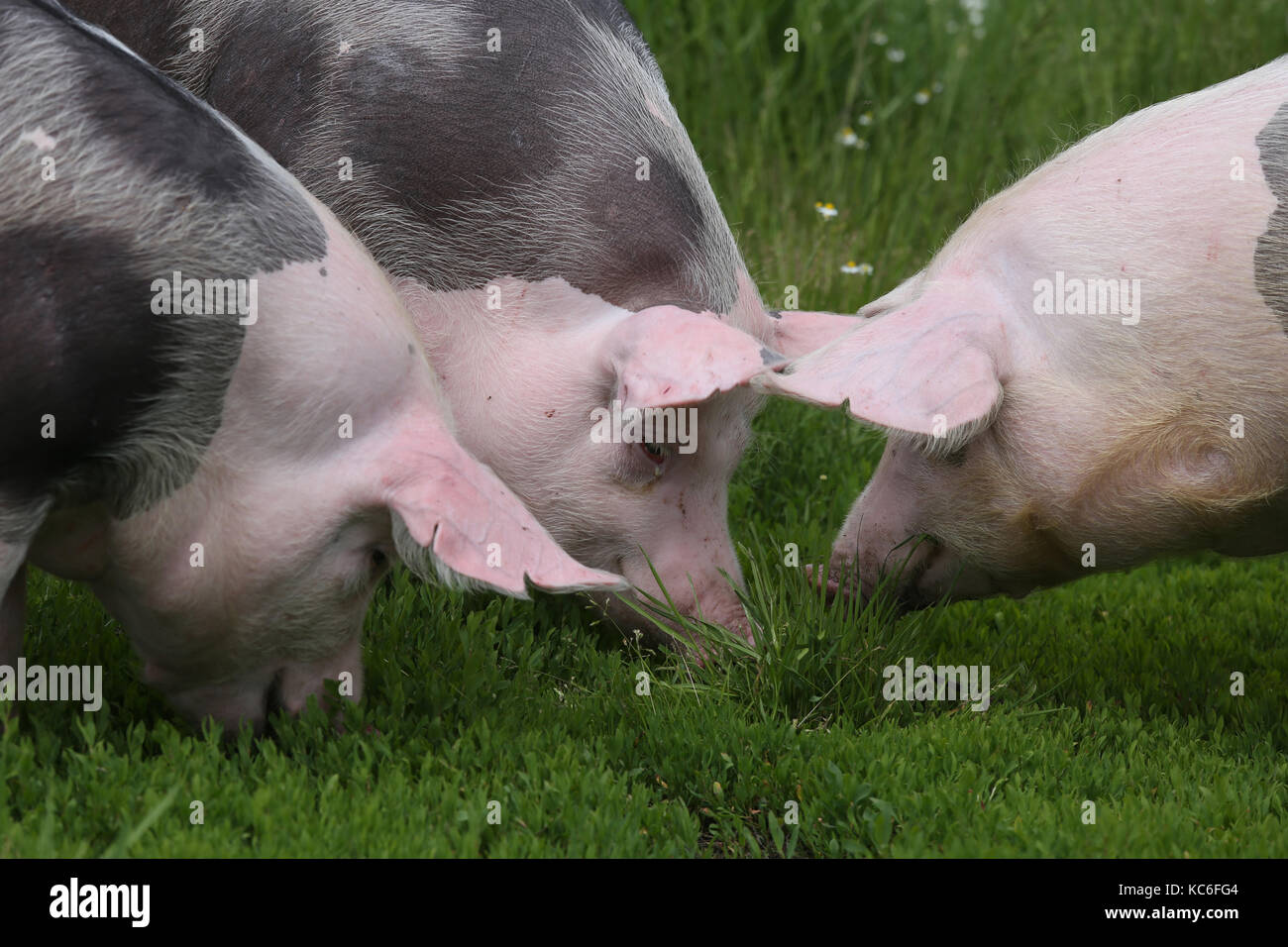 Group of pigs farming raising breeding in animal farm rural scene Stock ...