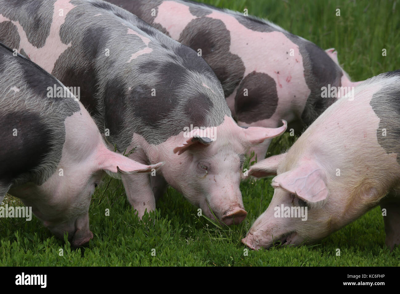 Pietrain boar hi-res stock photography and images - Alamy