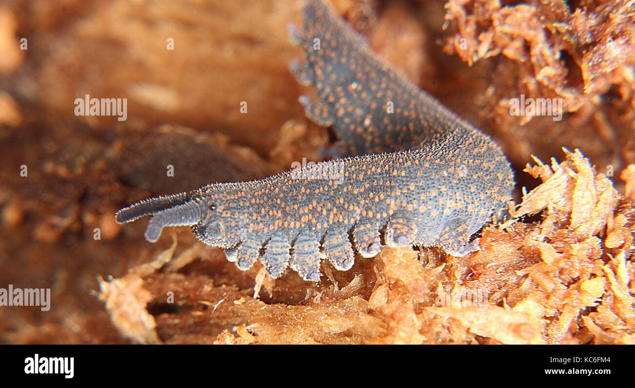 Peripatus (velvet worm Stock Photo - Alamy