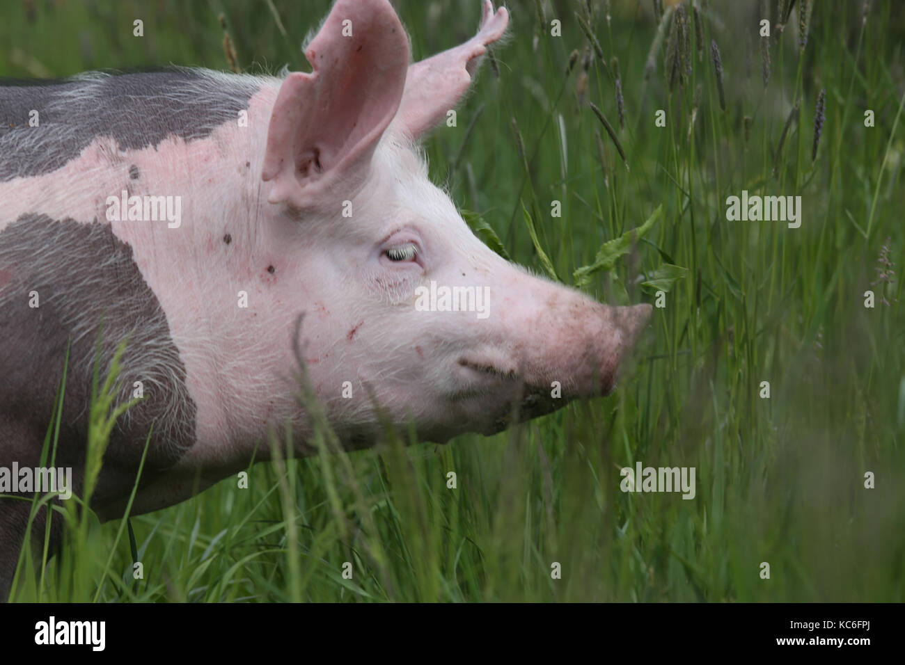 Pietrain piglets hi-res stock photography and images - Alamy