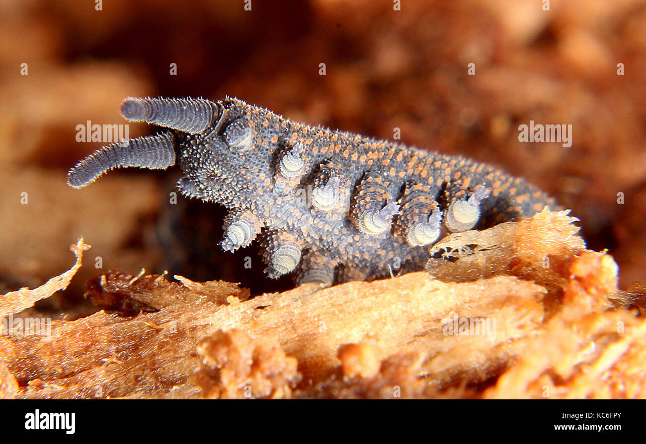 Peripatus (velvet worm Stock Photo - Alamy
