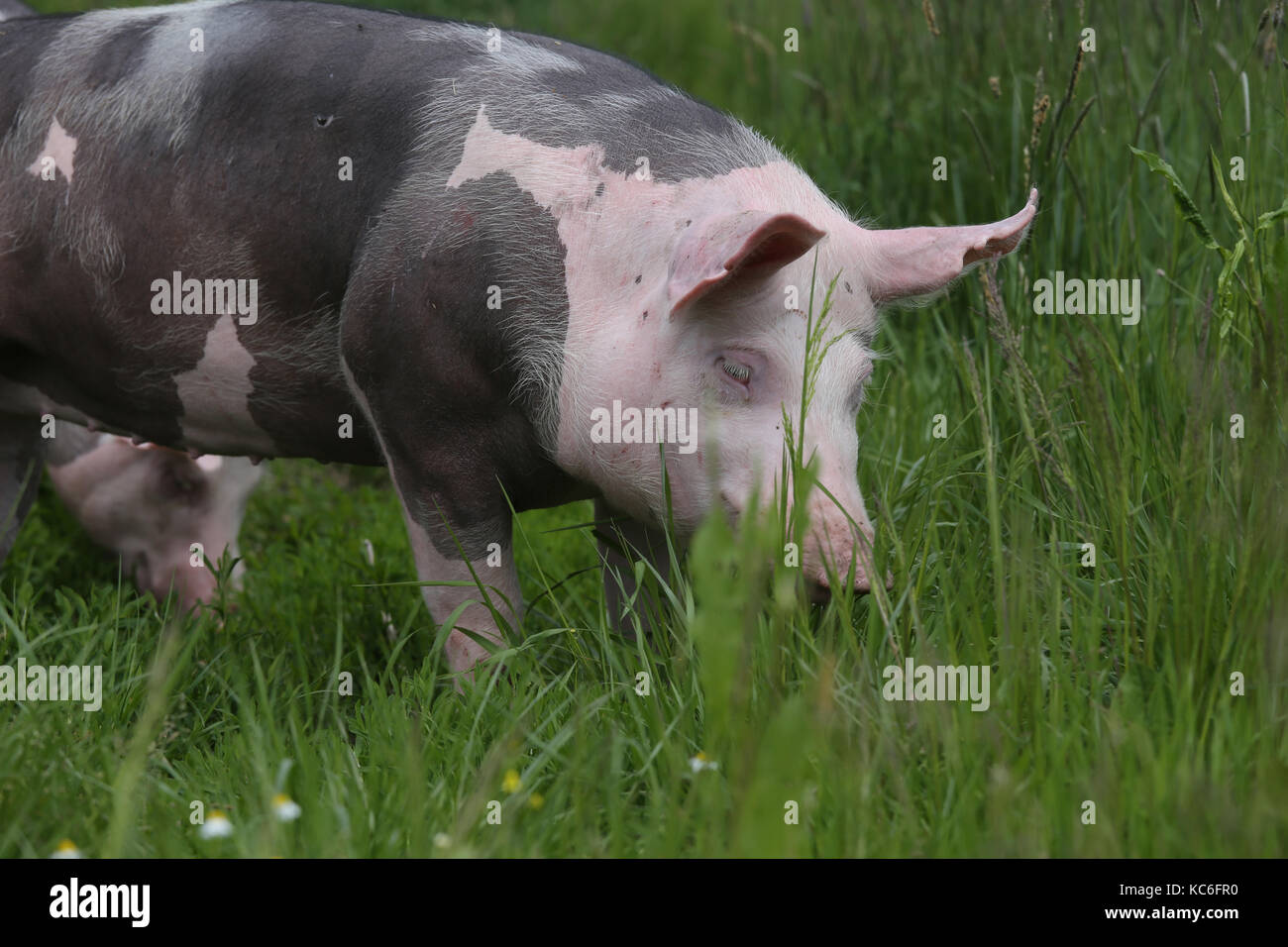 Head shot closeup of a young pietrain pig on the meadow Stock Photo - Alamy