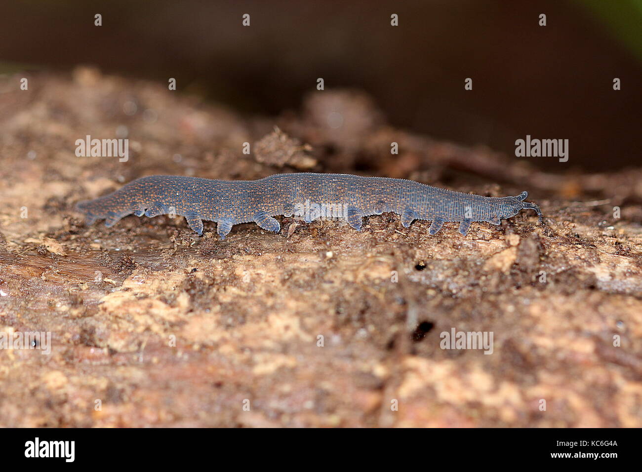 Velvet worm peripatoides hi-res stock photography and images - Alamy