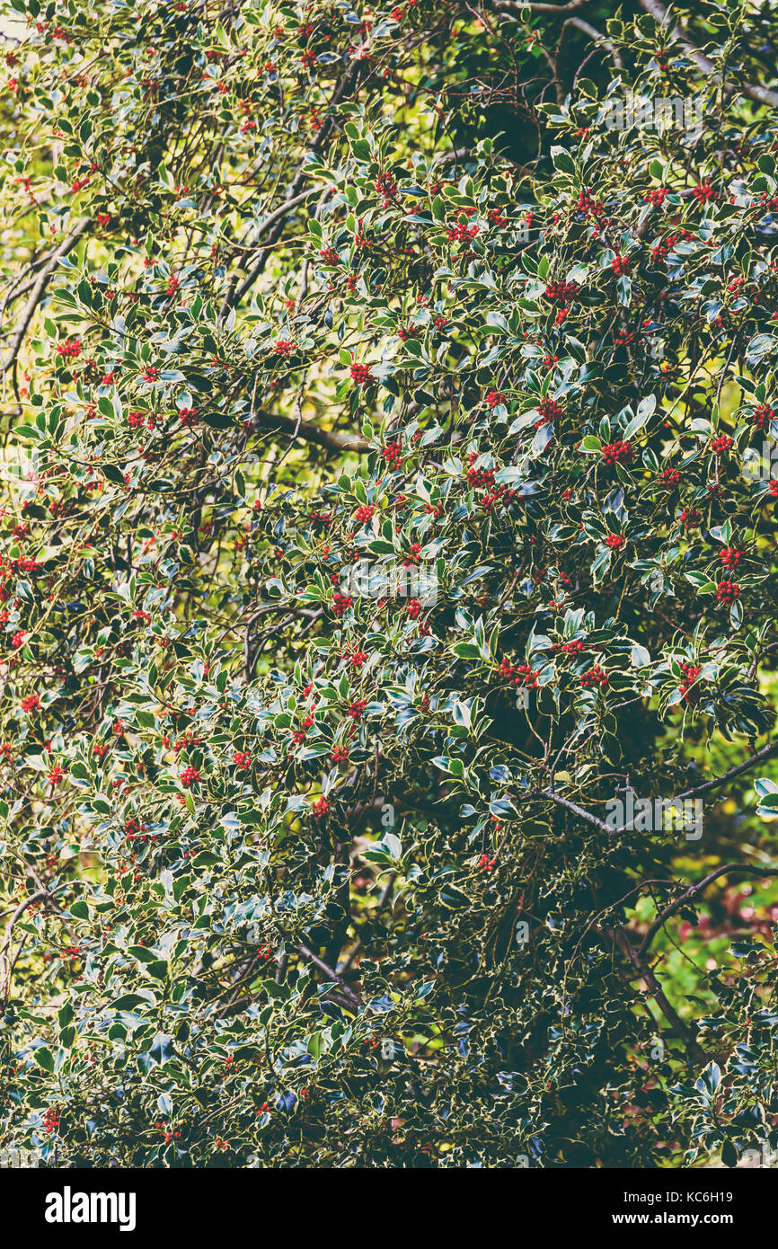 Mistletoe tree with red berries in the woods, traditionally a Christmas ...