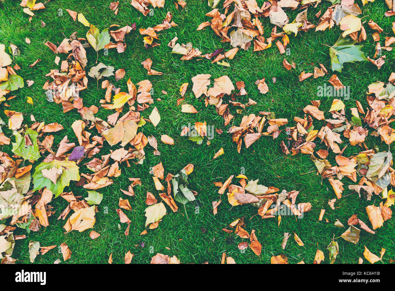 colorful fallen leaves on deep green grass, autumn-themed background ...