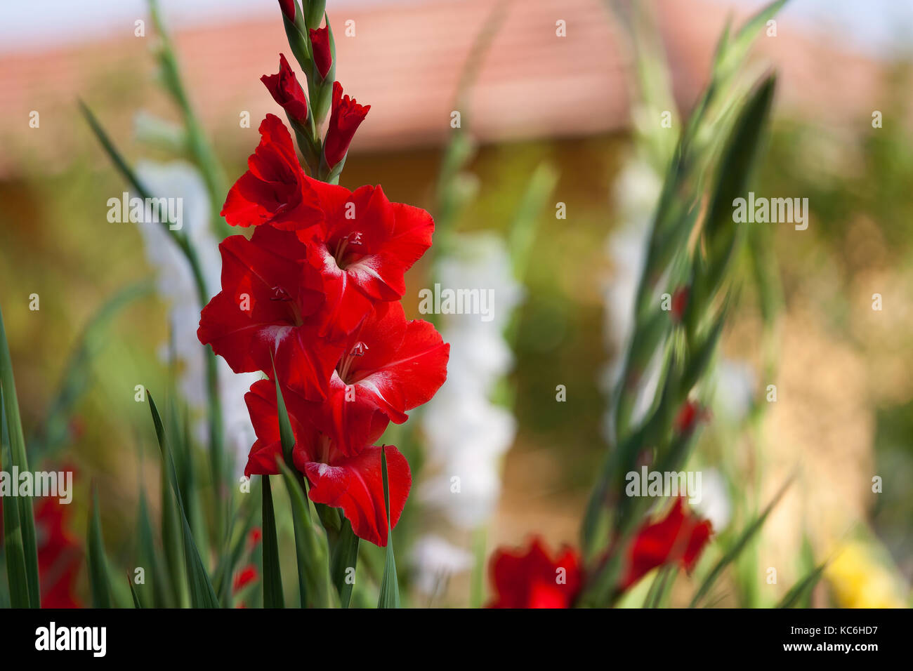 Gladiolus hi-res stock photography and images - Alamy