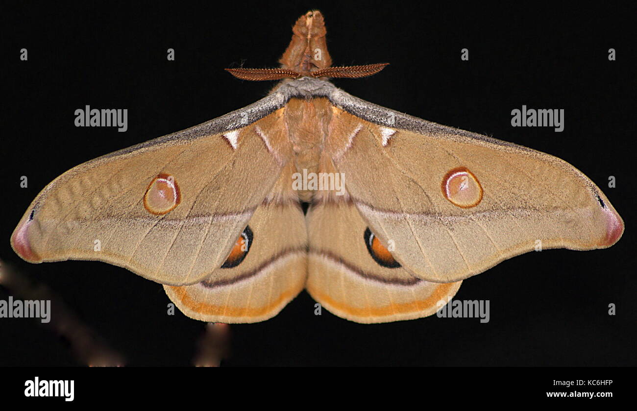 New Zealand moths, eucalyptus moth Stock Photo - Alamy