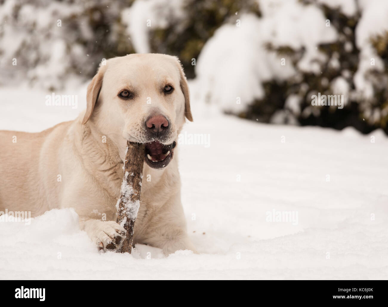 White labrador in leaves hi-res stock photography and images - Alamy
