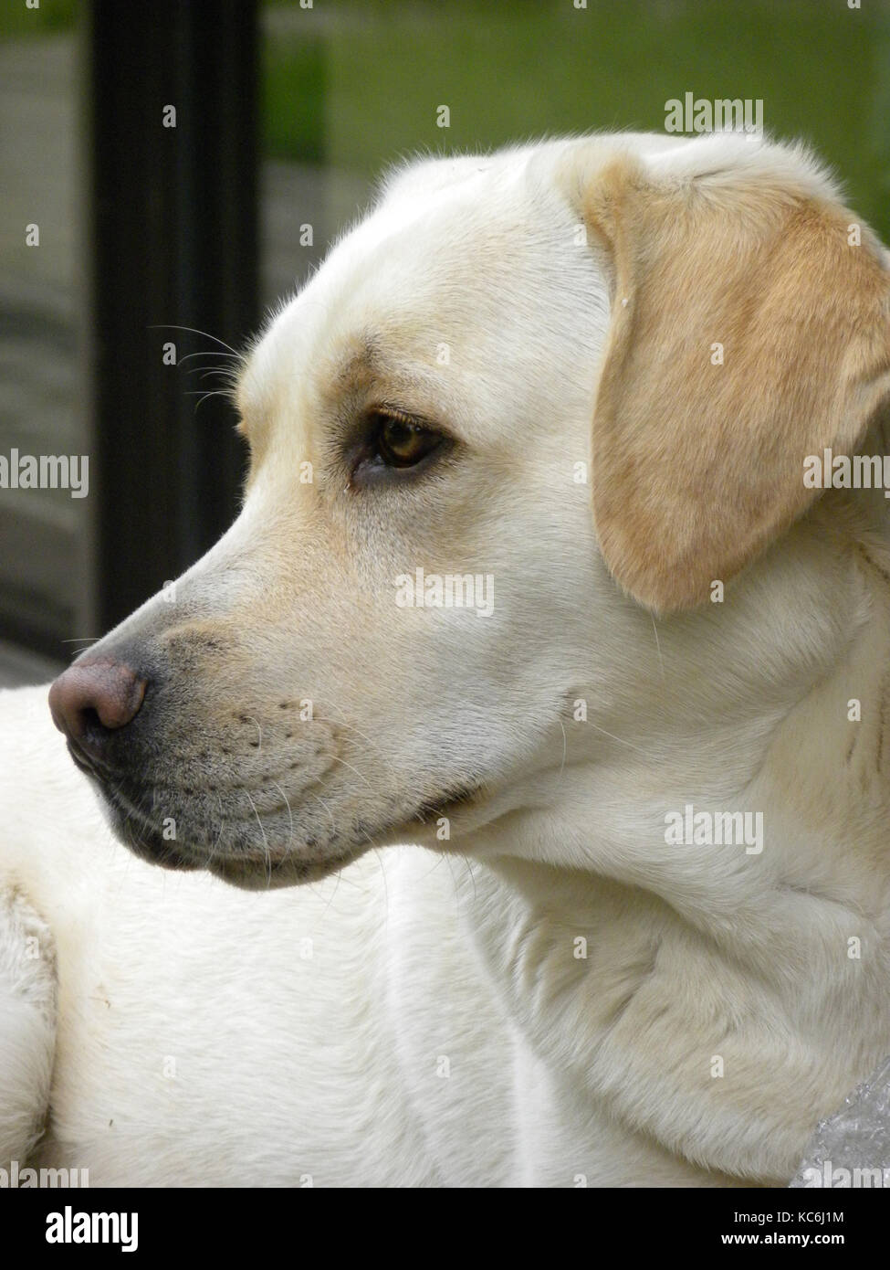 Side view yellow labrador retriever hi-res stock photography and images ...