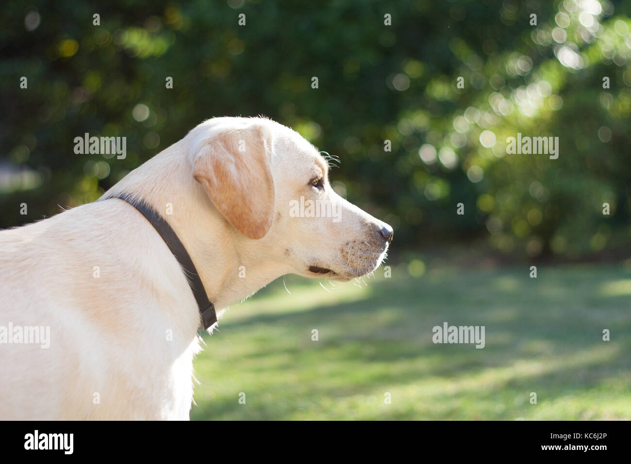 Side view yellow labrador retriever hi-res stock photography and images ...