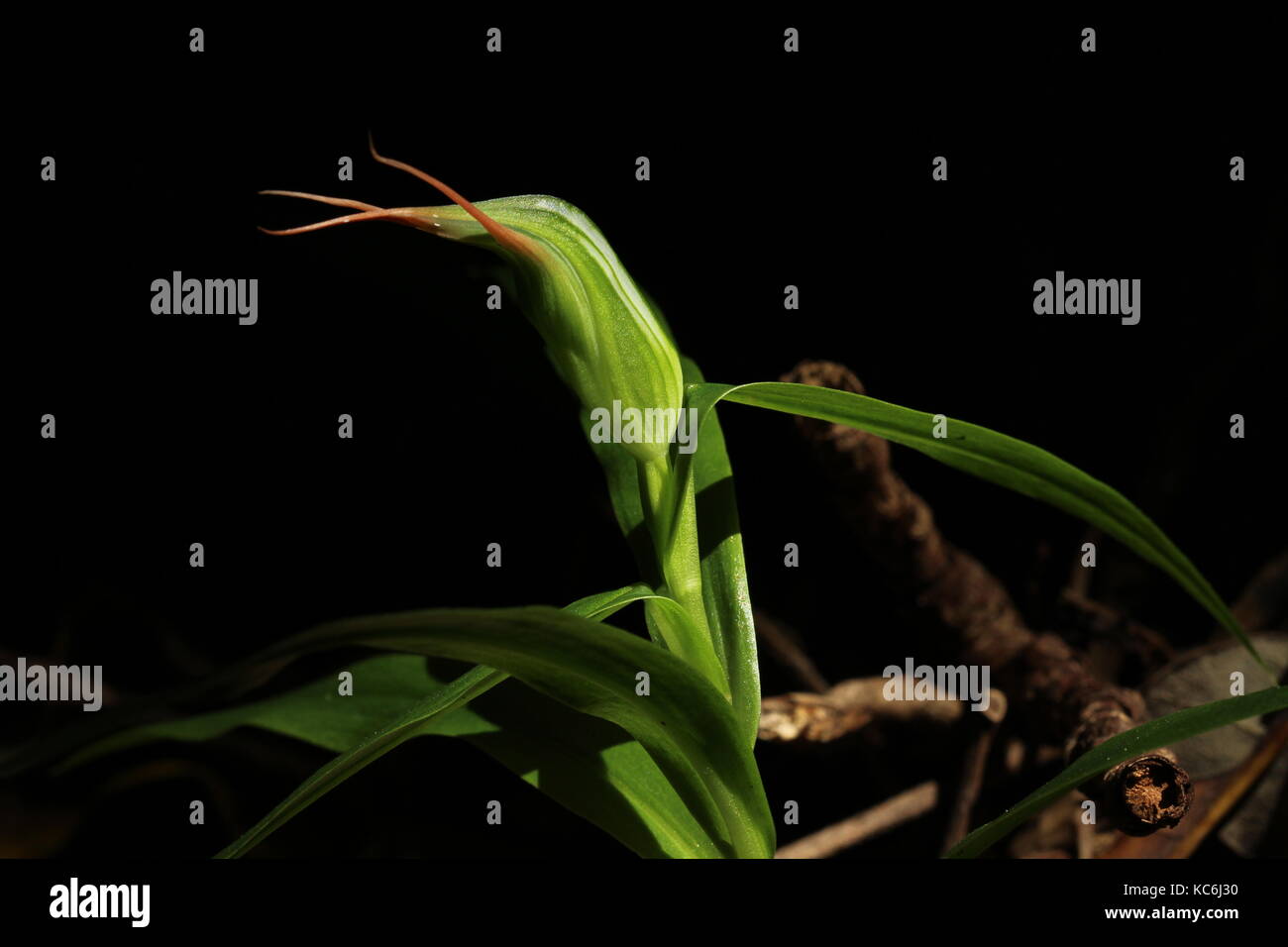 New Zealand plants, umbrella orchid Stock Photo - Alamy