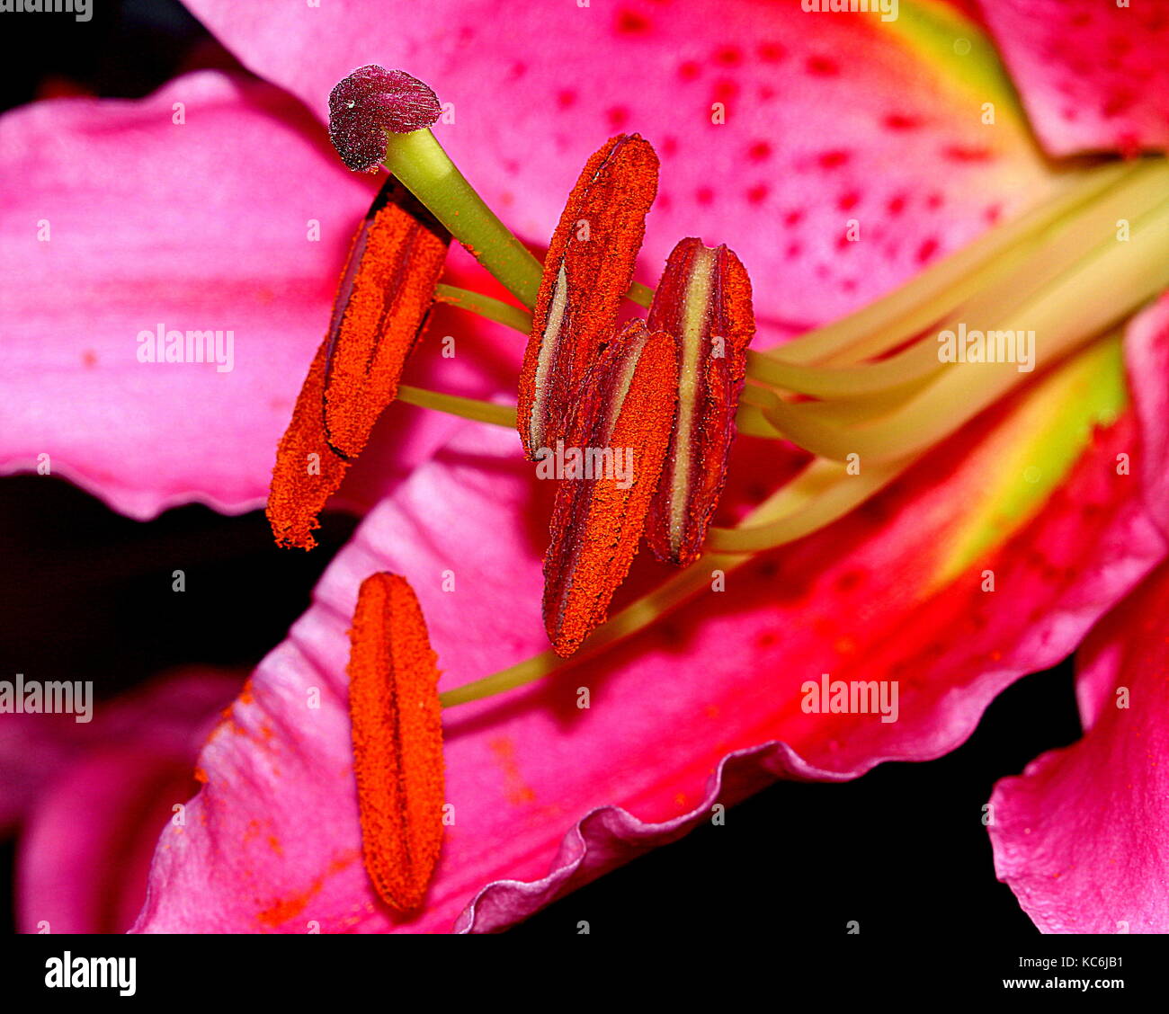 Lilly flower, close-up Stock Photo - Alamy
