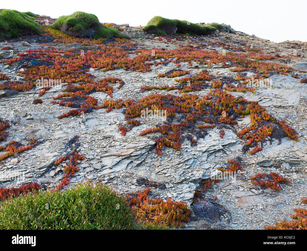 The harsh natural landscape of Menorca Island, with rocks and musks ...