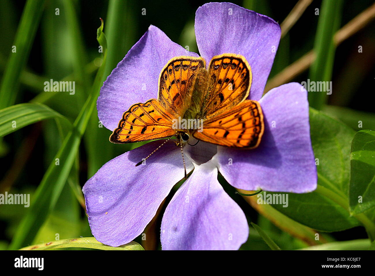 New Zealand moths & butterflies Stock Photo - Alamy