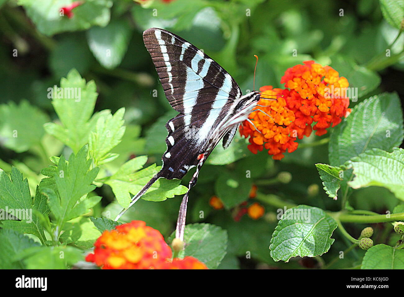 New Zealand moths & butterflies Stock Photo - Alamy
