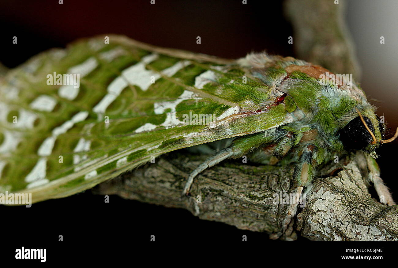 Emperor Gum Moth High Resolution Stock Photography and Images - Alamy